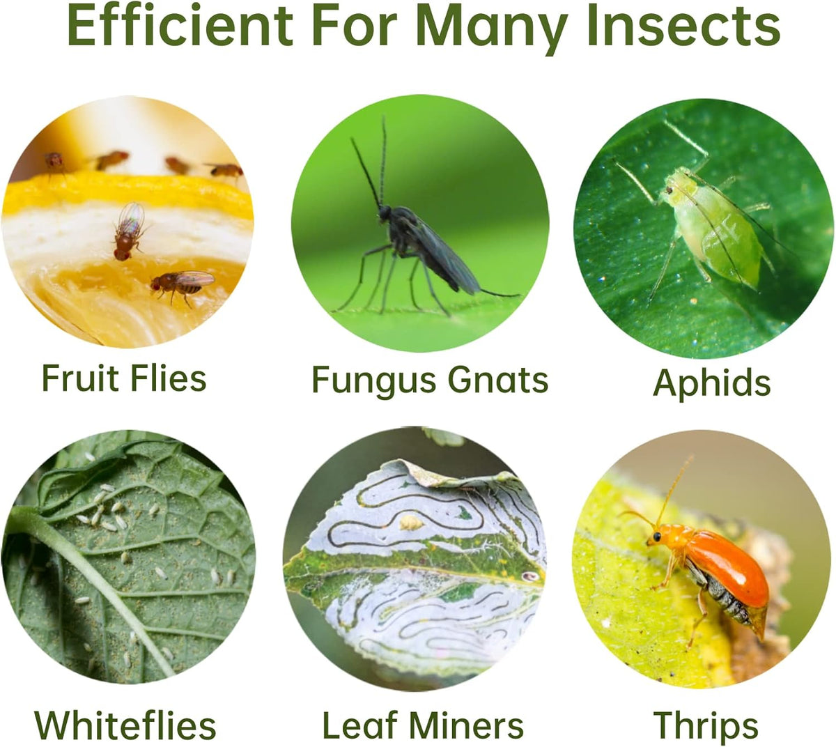 Stingmon 120 Pack Fruit Fly Trap for Indoors, Fungus Gnat Killer Indoor ...