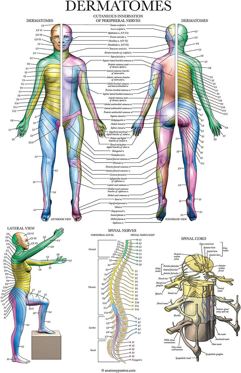 Palace Learning Dermatomes & Nervous System Anatomical Chart - Dermato ...